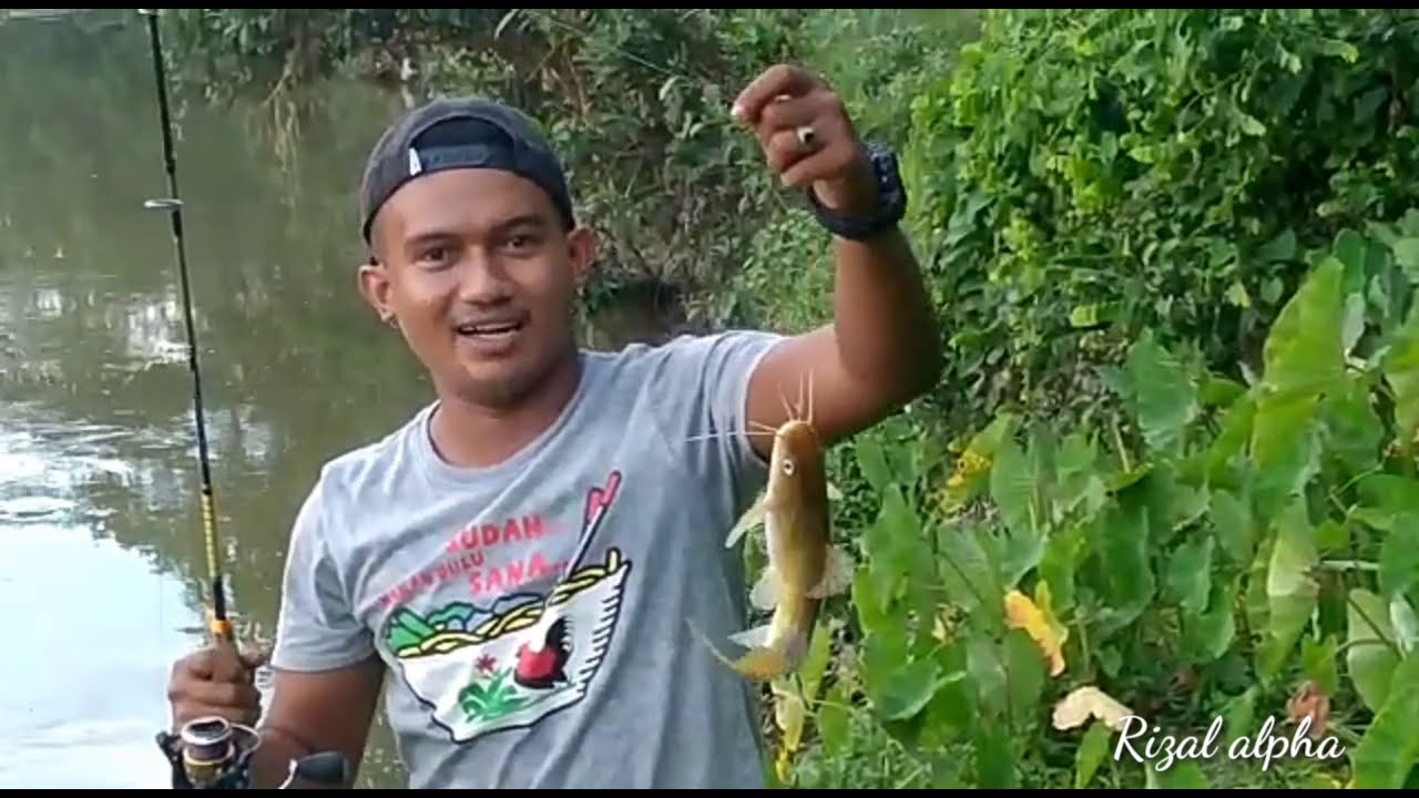 MANCING IKAN BAUNG SUNGAI - YouTube