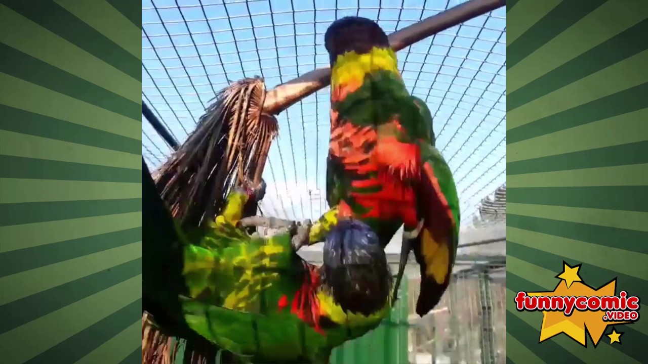 Top 25 Funny Parrot Videos 2017 - YouTube