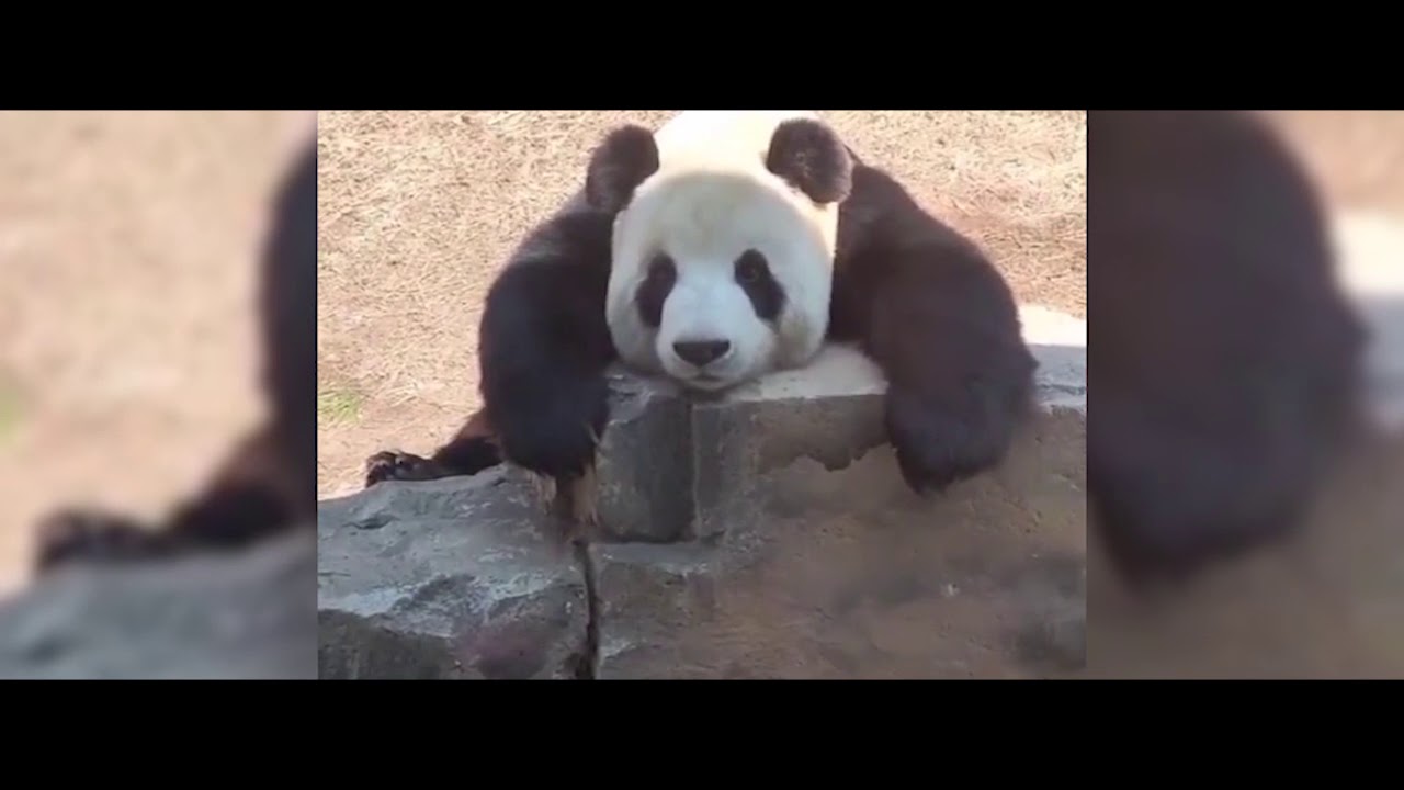 cute pets,so smart and sweet - YouTube