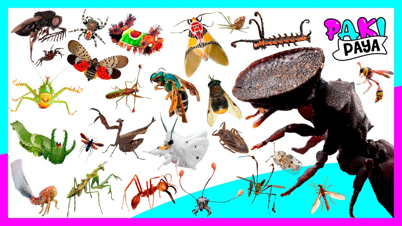 PARTE 3 ¡LOS INSECTOS EXÓTICOS Y ARÁCNIDOS! Rare weirdest exotic ...