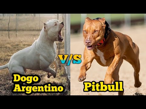 Pitbull vs Dogo Argentino || dog vs dog || explain in Hindi