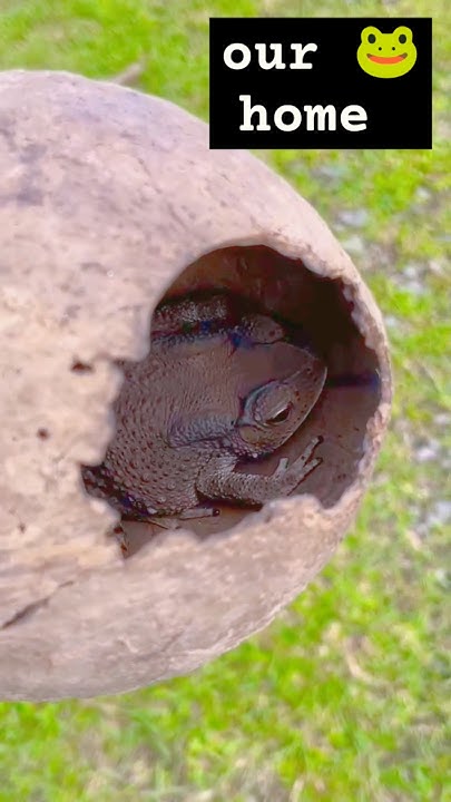 Katak dalam tempurung. Frogs in coconut shell. - YouTube