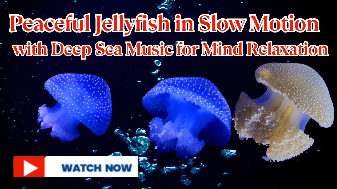 Peaceful Jellyfish in Slow Motion with Deep Sea Music for Mind ...