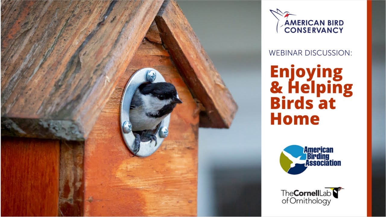 Enjoying and Helping Birds at Home Webinar - YouTube