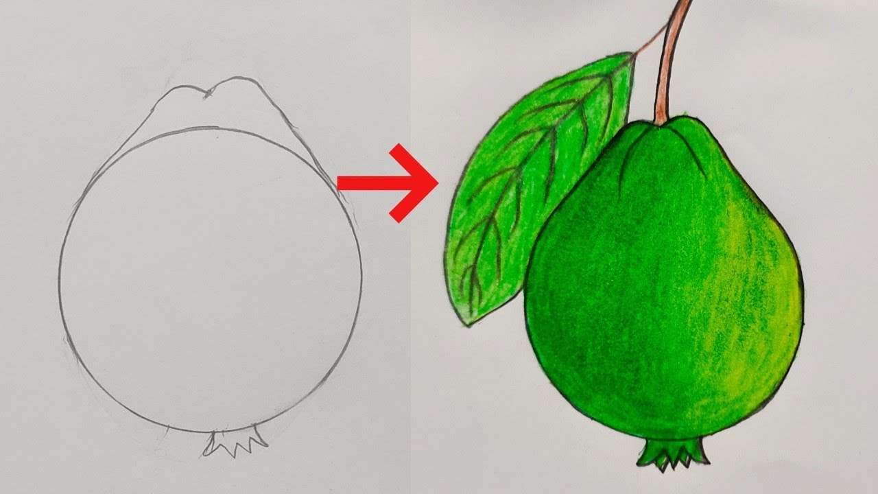 guava drawing \\ how to draw guava \\ guava drawing easy \\ how to draw ...
