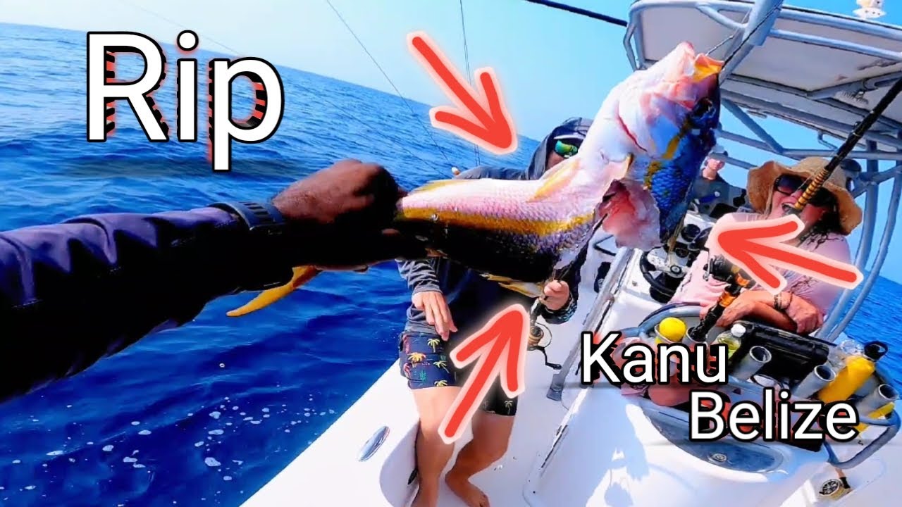 Predator vs Prey | Yellow Tail Fishing | Kanu Private Island Vlogs ...