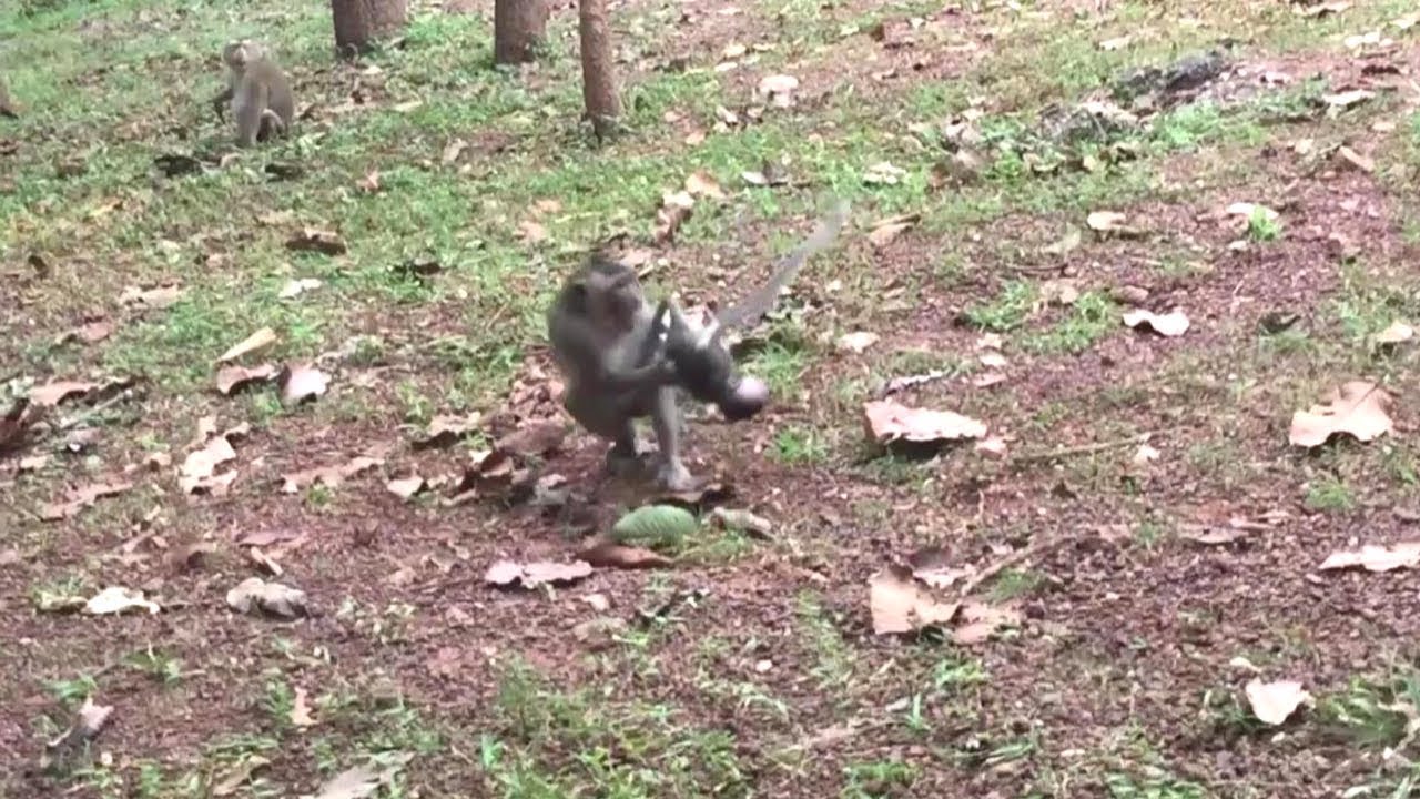 Poor AMARA! Baby Monkey Bitten By A Big Monkey [Monkeys Fighting] - YouTube