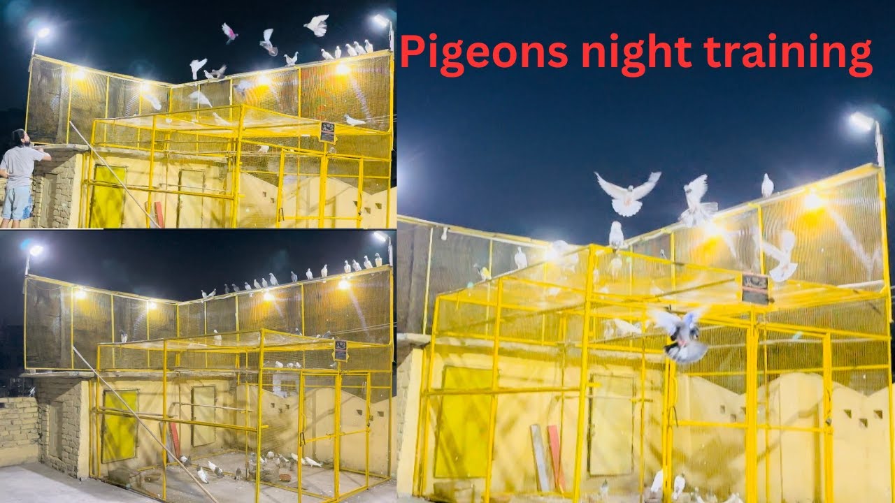 Pigeons night training for this season | Dar pigeons club | @KhokharPigeonsClub - YouTube
