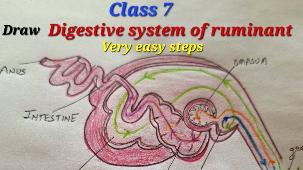 Digestive system of ruminant drawing for class 7, Digestive system of ...