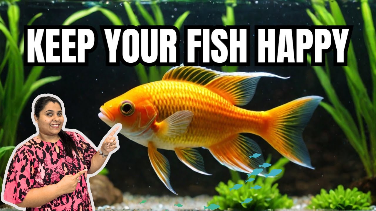 Keep your Fish Healthy and Happy| Feeding tips for Aquarium Fish ...
