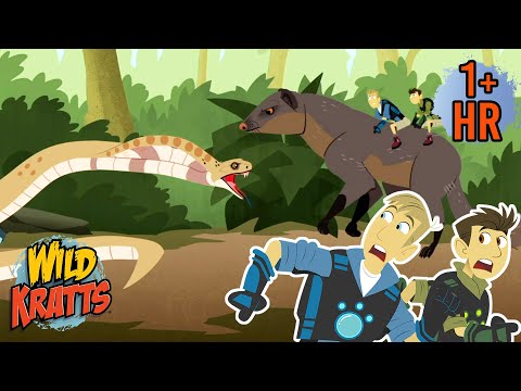 Creature Combat | Cobra Vs Mongoose | Wild Kratts