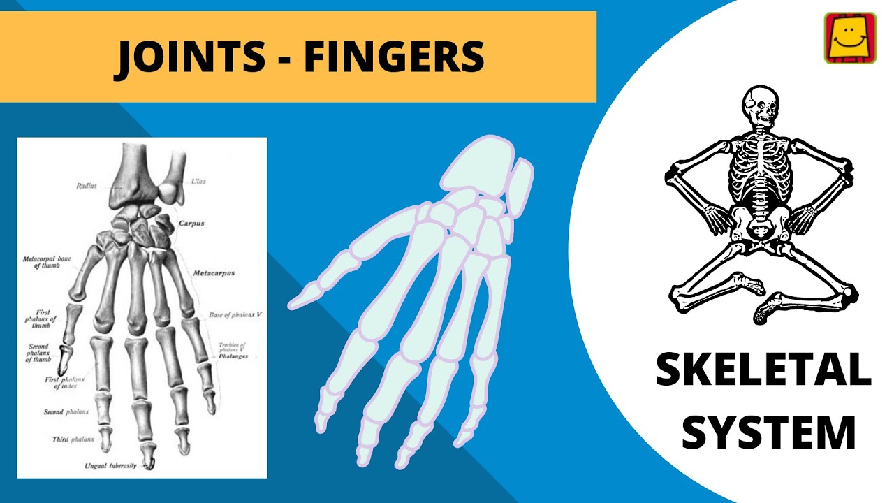 Body Joints - Fingers | Science Projects - YouTube