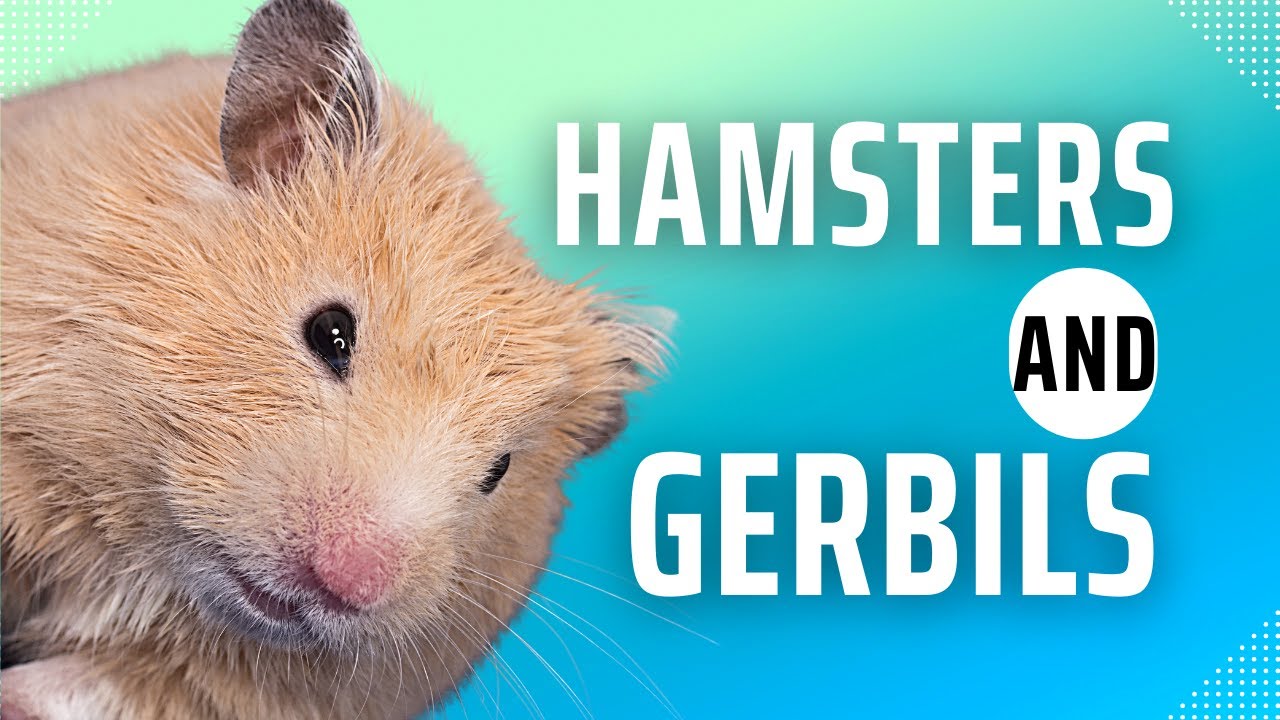 Furry Fun: A Compilation of Adorable Gerbils and Hamsters 🐹🌻🐭 - YouTube