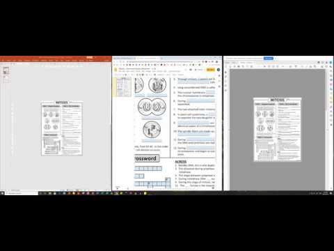 Mitosis - Homework Review Worksheet / Test Prep (by Tangstar Science ...