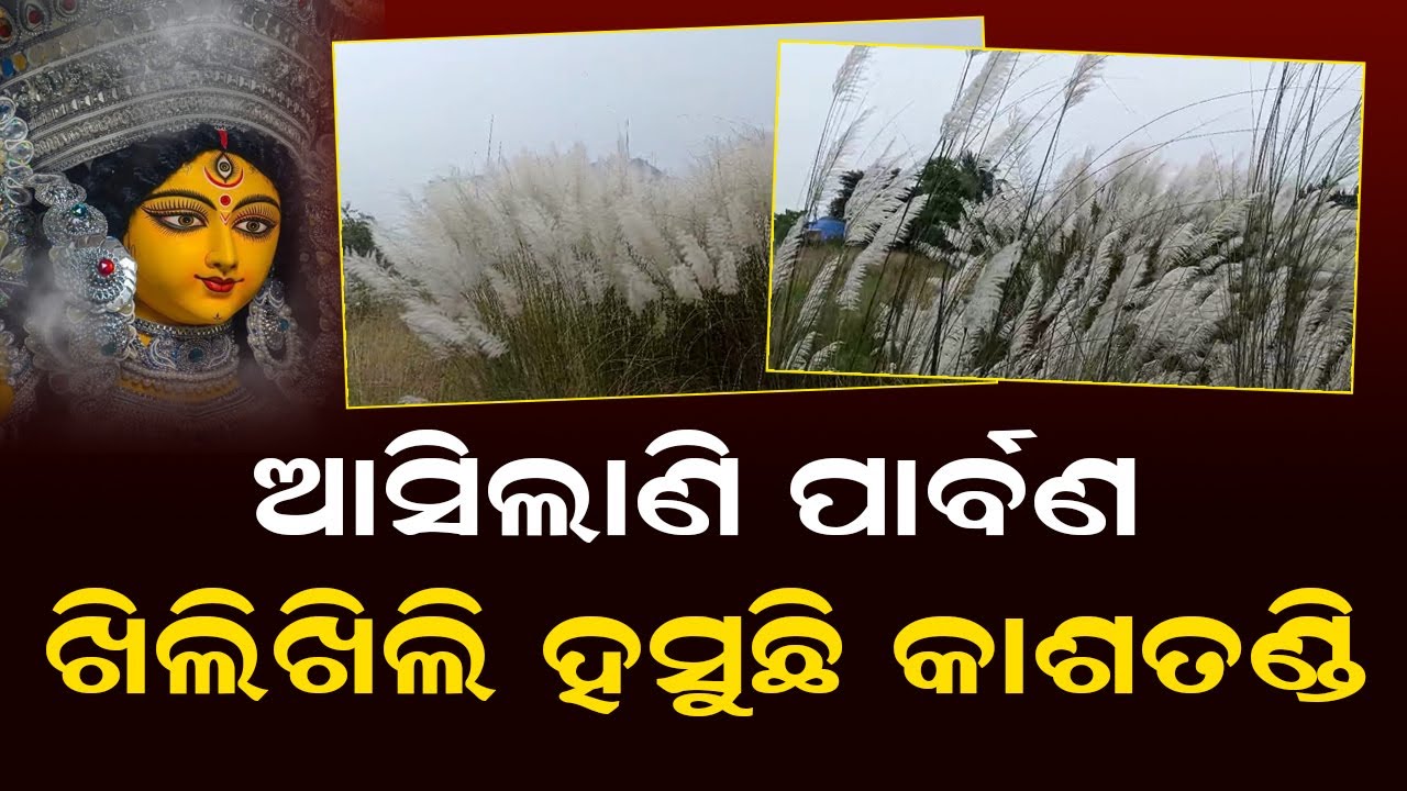 ଆସିଲାଣି ପାର୍ବଣ ଖିଲିଖିଲି ହସୁଛି କାଶତଣ୍ଡି | Kasatandi Flower | Maa Durga ...