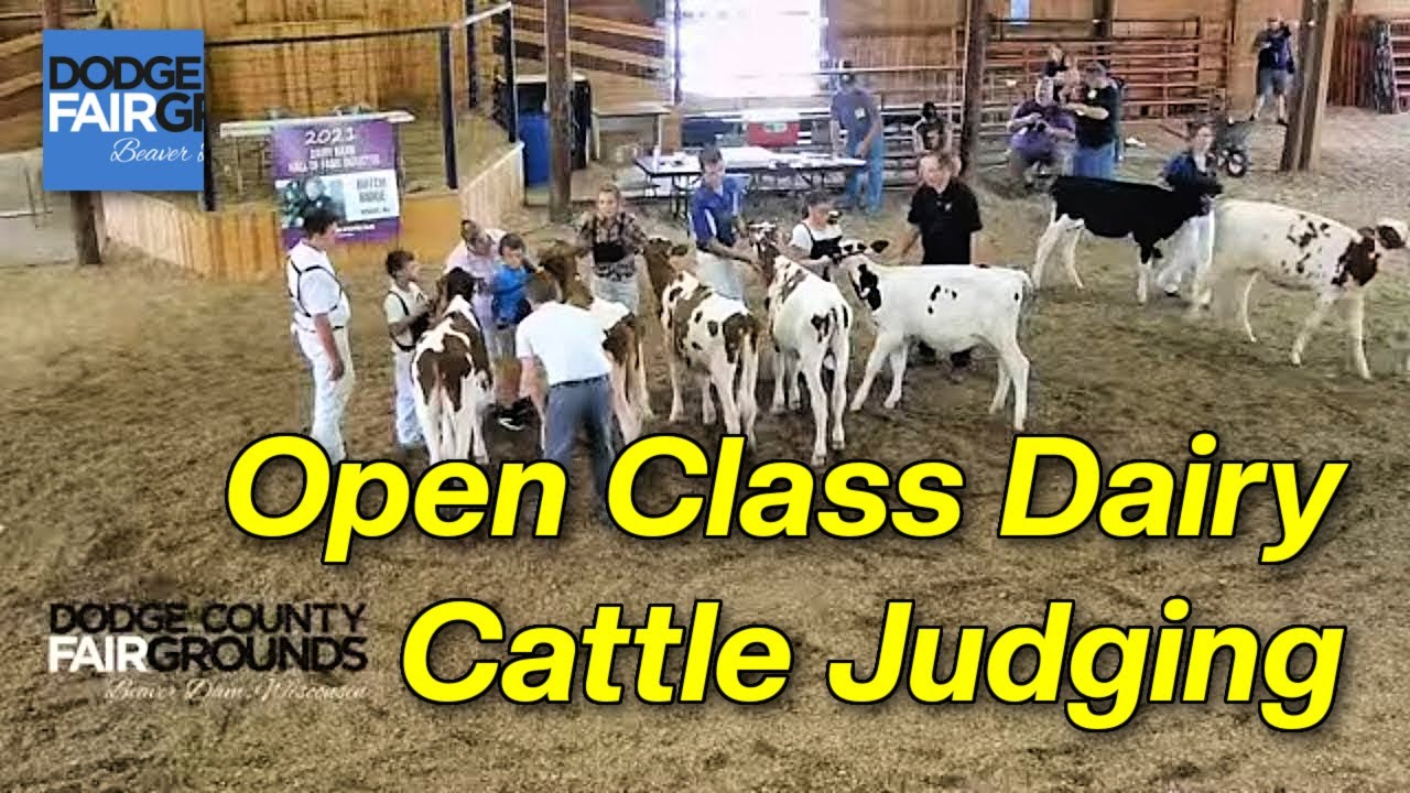 Open Class Dairy Cattle Judging | 2023 Dodge County Fair - YouTube