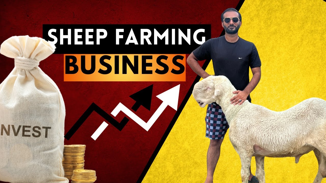 Growing a profitable sheep farm business - YouTube