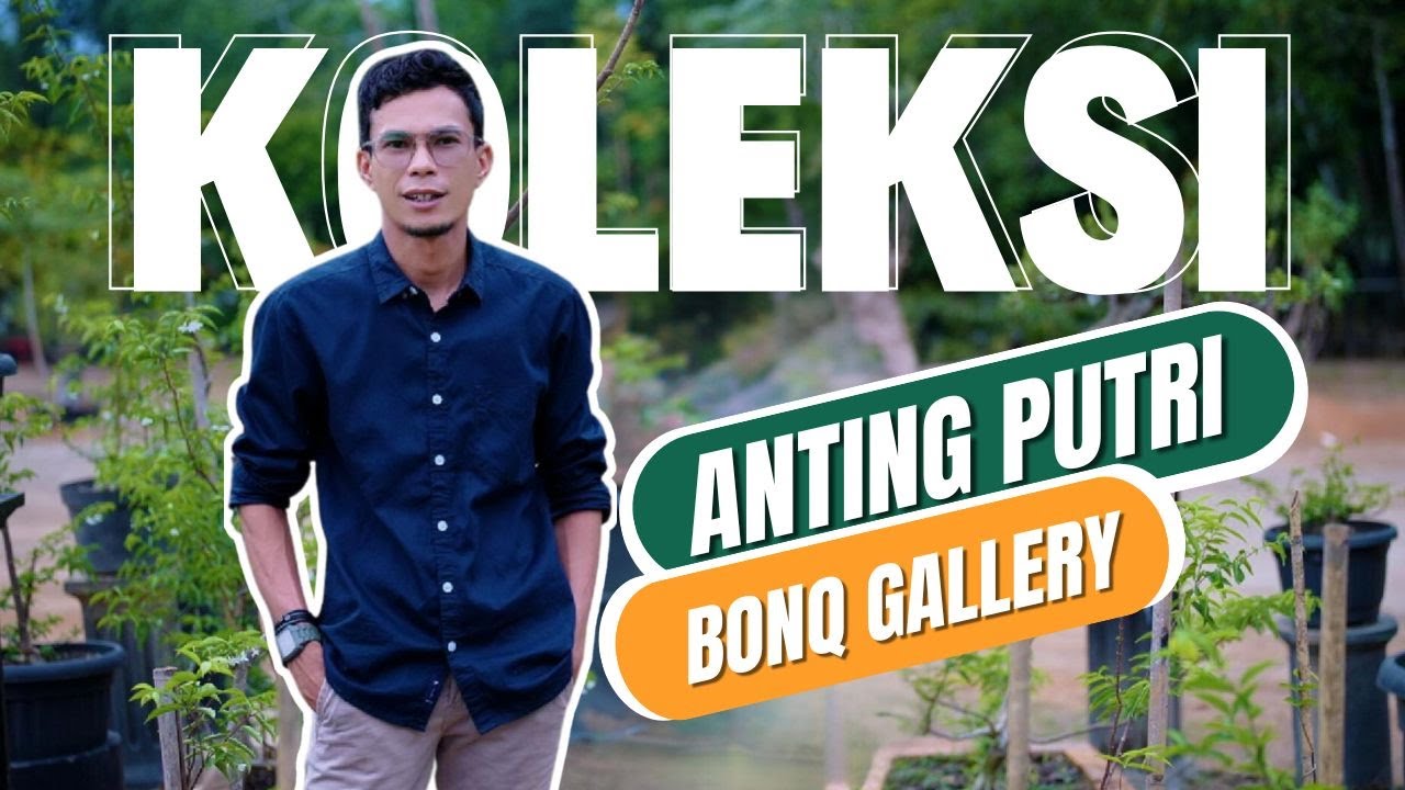 Kisah di Balik Bonsai Anput Bonq Gallery & Rahasia Koleksi Anput di Bonq Gallery - YouTube