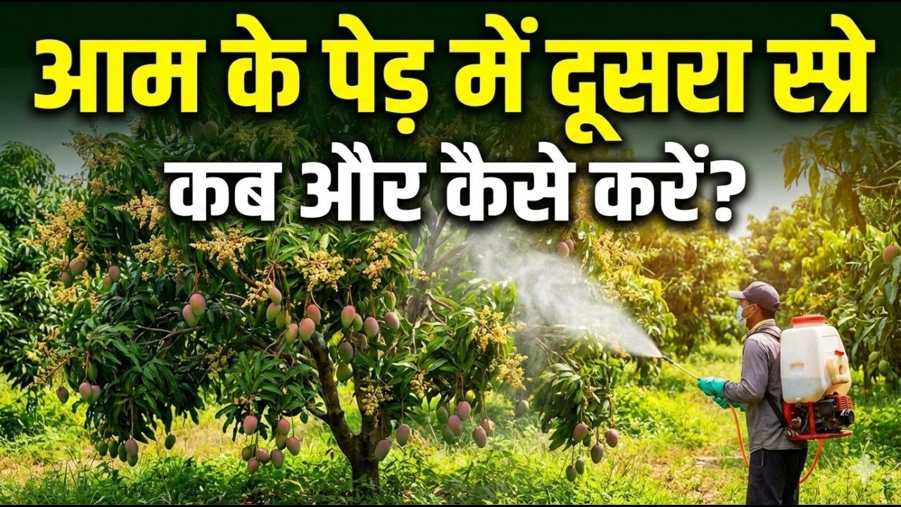 आम का पहला स्प्रे कब और कैसे करें? | Mango First Spray Formula | First ...