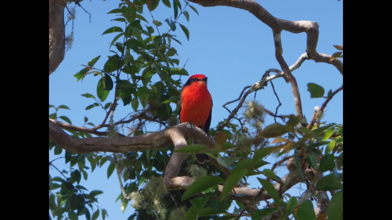 Nacimiento de seis pichones de pájaro brujo trae esperanza a la especie ...