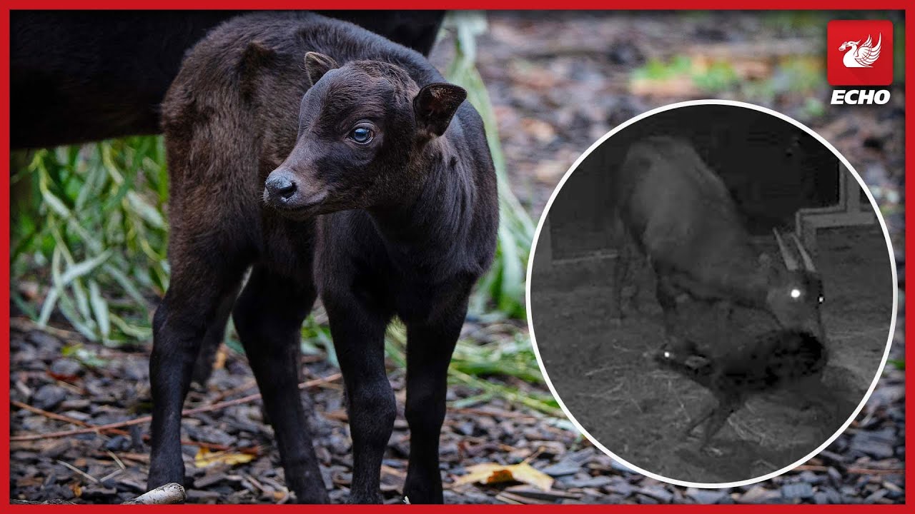 Watch the first ever recorded footage of a rare anoa birth at Chester ...