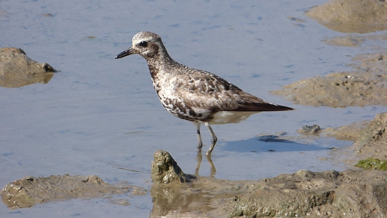 CHORLITO GRIS Grey plover (Pluvialis squatarola) HD - YouTube