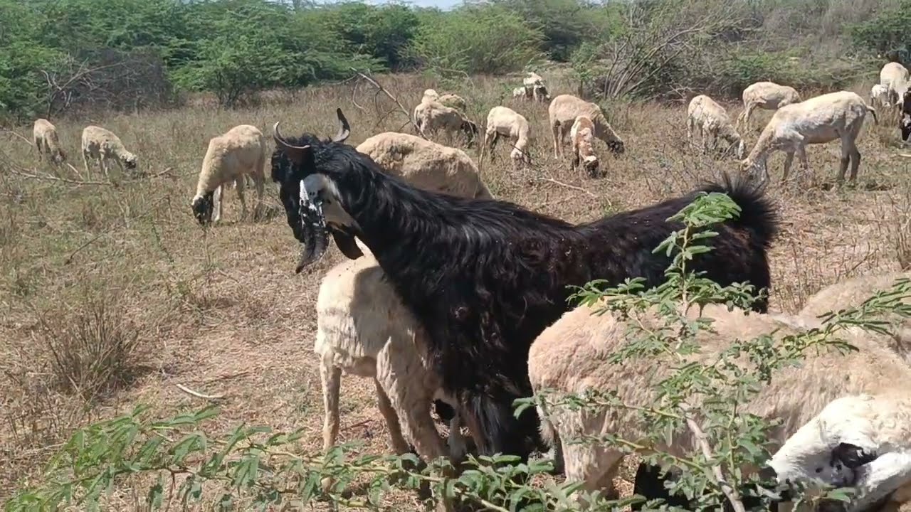 Goat Bull Very Excited Sheep Meeting | Sheep First meeting - YouTube