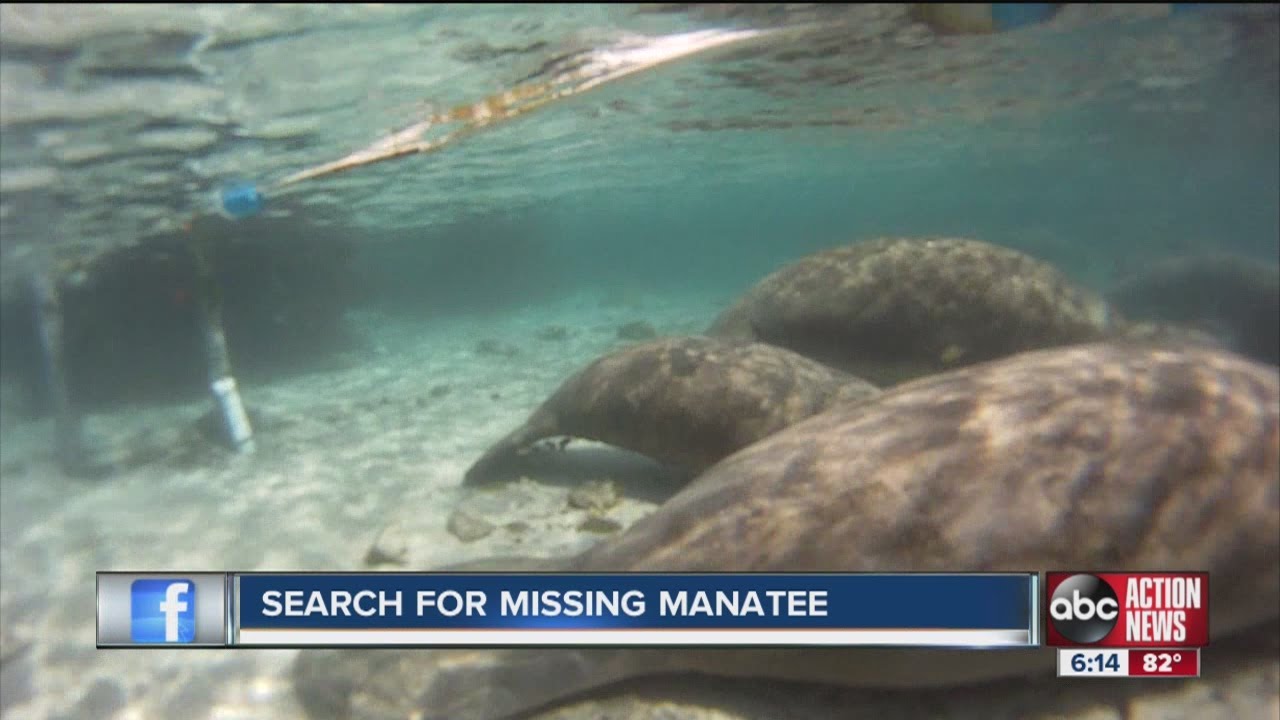 Scientists searching for missing manatee in the Crystal River area ...