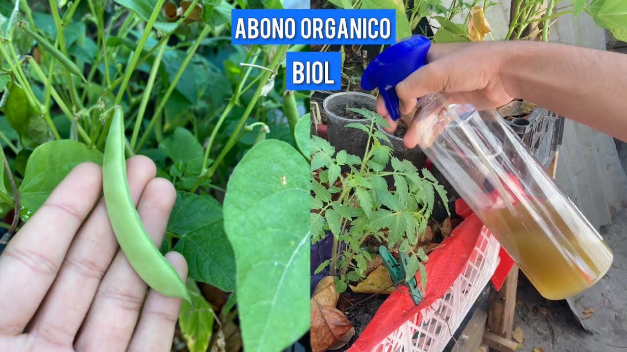 Como aplicar abono orgánico a las plantas - BIOL 🌱 - YouTube