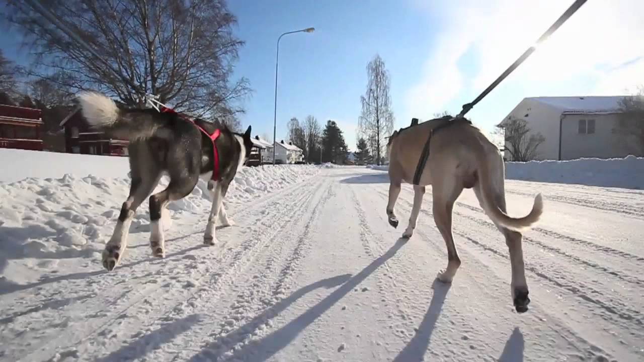 slow motion dogs - YouTube