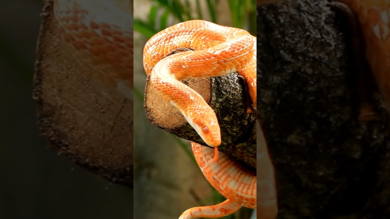 Orange Color ka Snake wiper sepent - YouTube