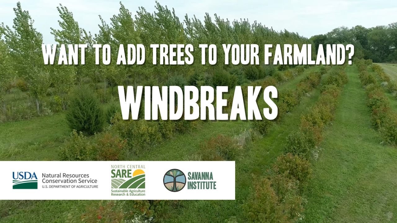 Windbreaks | 5 Agroforestry Practices Explained - YouTube