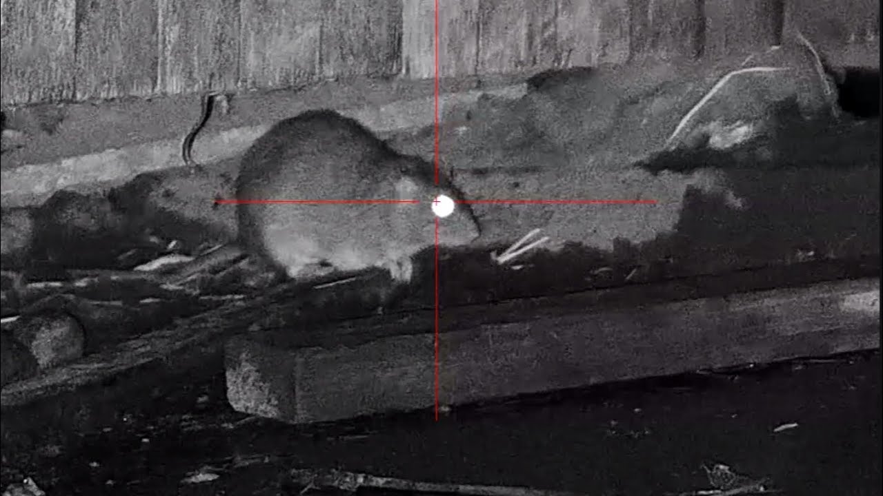 RAT INFESTATION ON PIG FARM, YORKSHIRE - TToCS Pest Control - YouTube