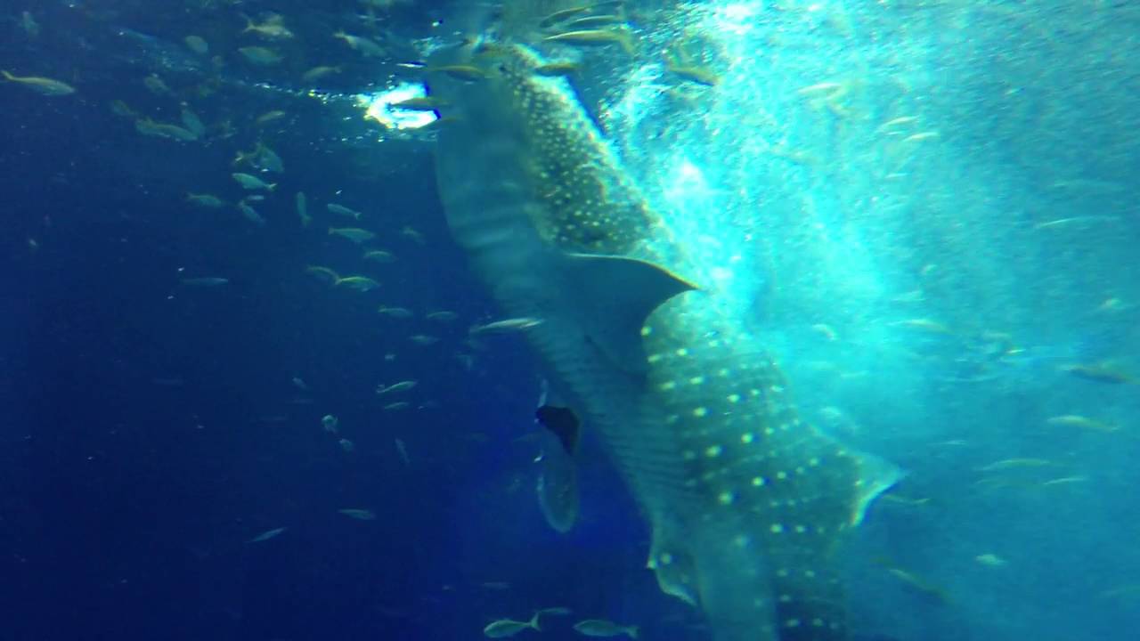 Awesome Aquarium Video! - YouTube