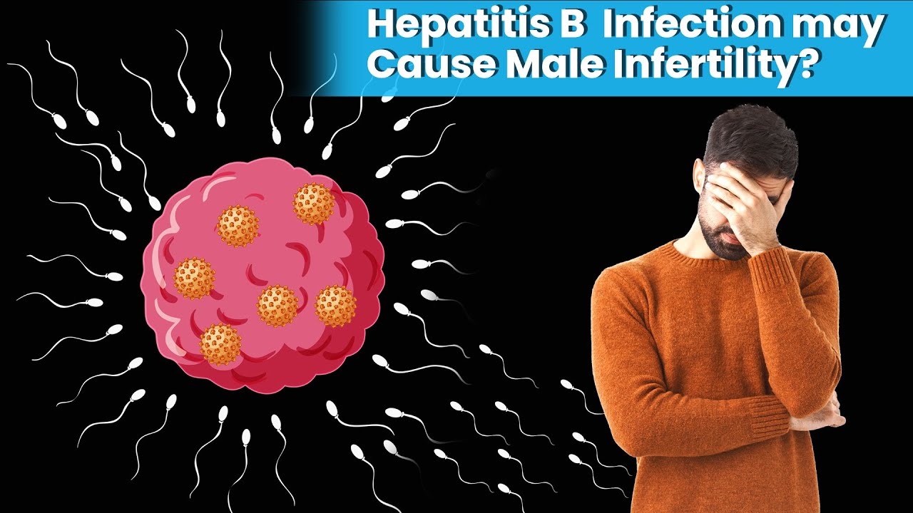 Does Hepatitis Impact Male Fertility English | Hepatitis B and Male ...