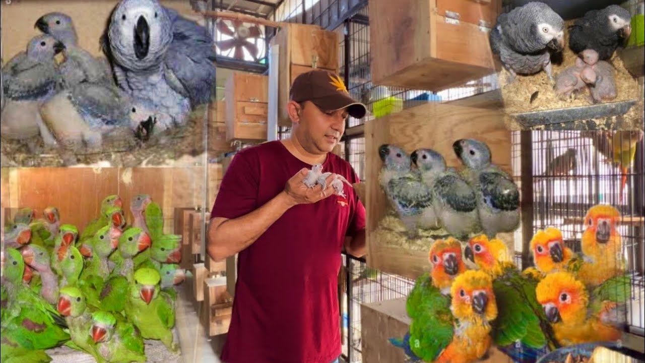 Jibran k Parrot Ki Progress, Yellow Alexander, Suncor, Parrot Hen ...