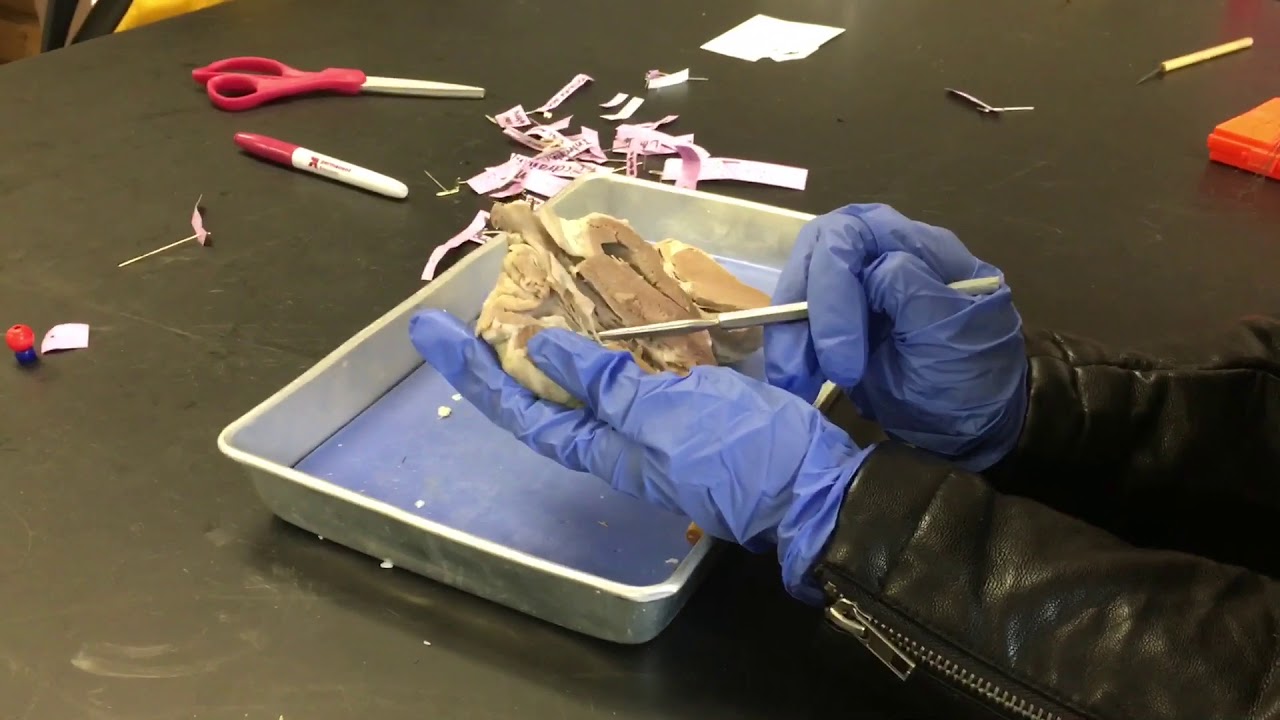 Anatomy: Sheep Heart Dissection - YouTube