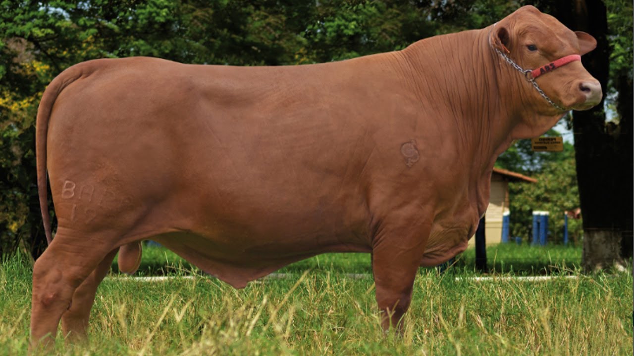 🔴 TORO Senepol Hummer 193 DA BARRA FIV Los Mejores TOROS Senepol ...