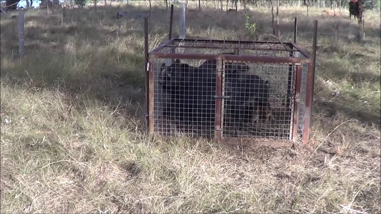 Feral pig trapping in SE Qld - June 2017 - YouTube