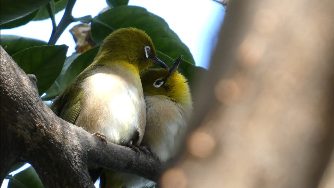 【野鳥】いちゃいちゃメジロップル/A couple of lovey-dovey Japanese white-eye (Zosterops ...