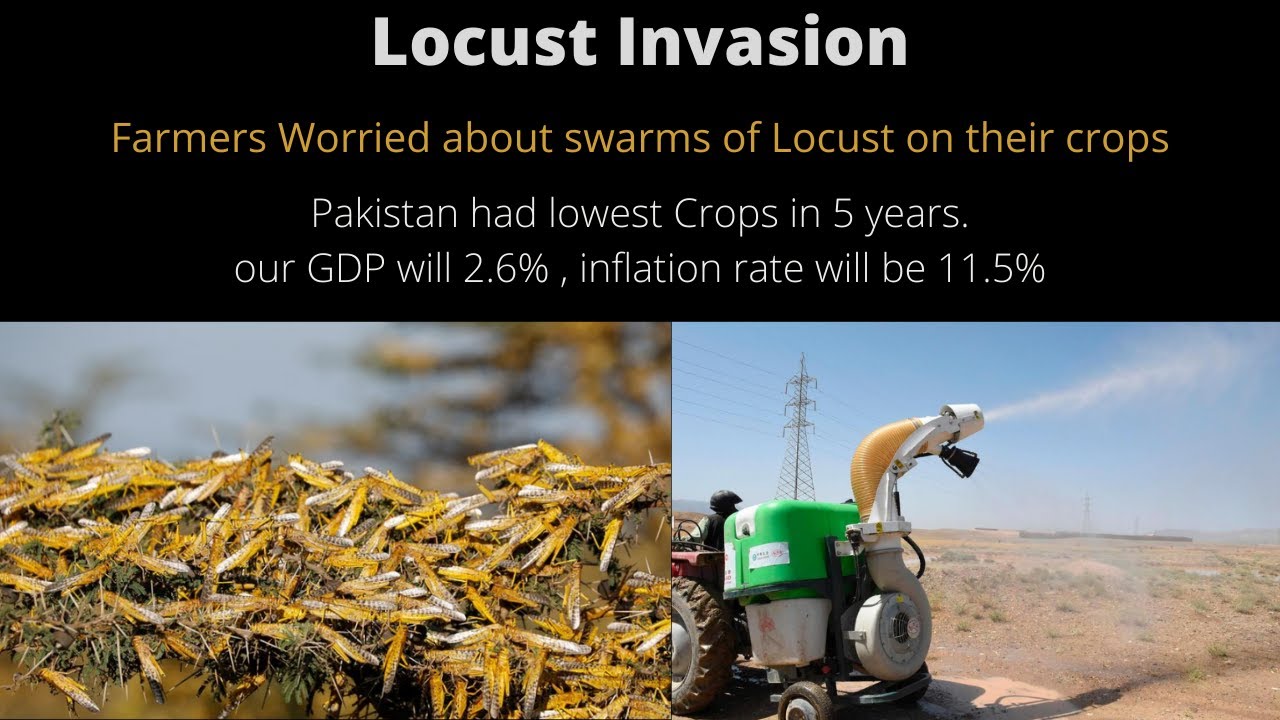 How locust swarms are effecting Farmers and Economy of PAKISTAN ? - YouTube