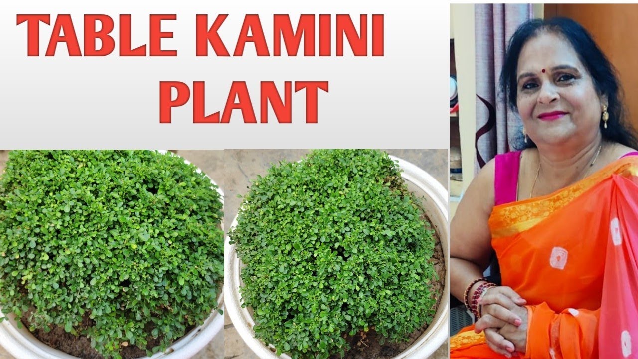 What is a table Kamini Plant(murraya paniculata) / How do I care for a ...