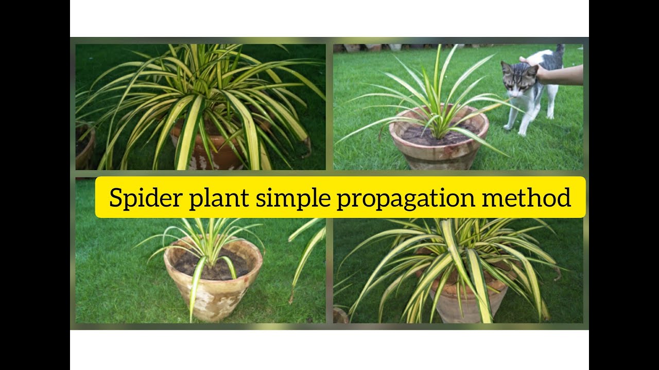 Spider Plant Simple Propagation Method - YouTube