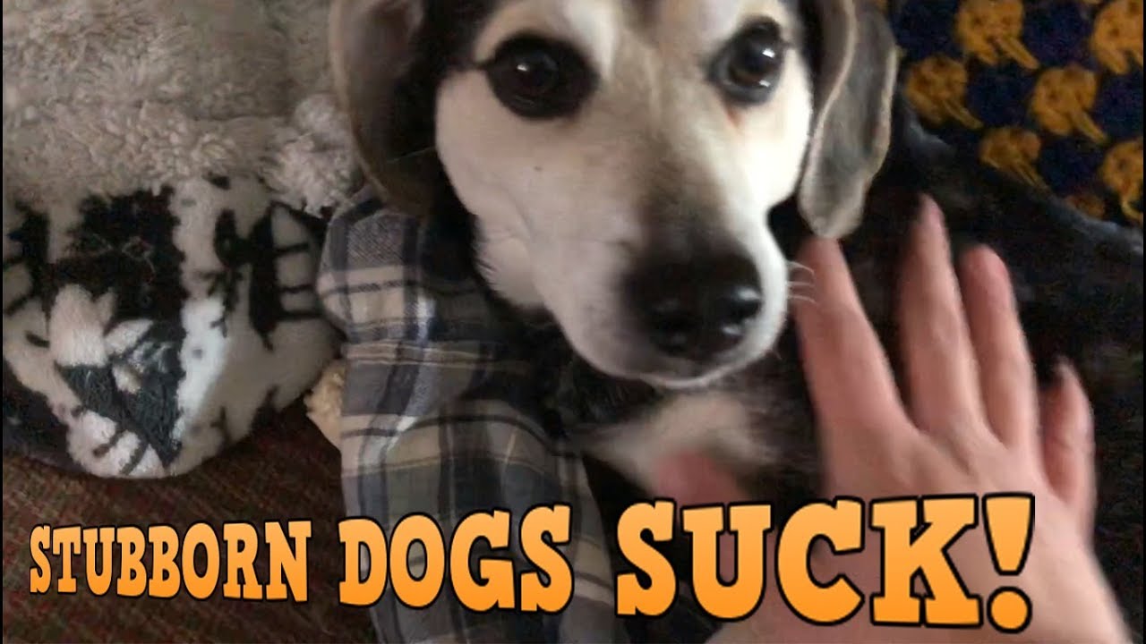 Walking A Stubborn Dog!?!?! - YouTube