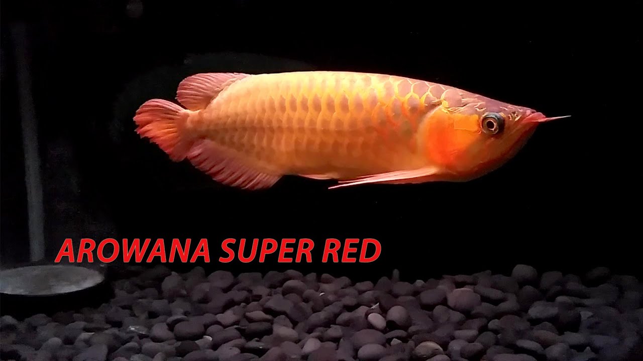 Arowana Super Red - YouTube
