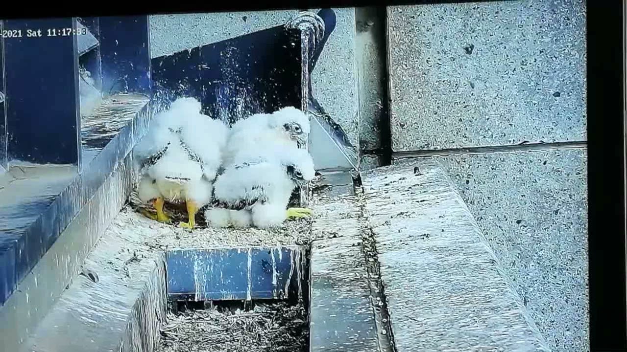 367 Collins street Peregrine Falcon Nest 2021 - YouTube