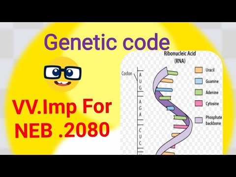 Genetic code - Clear the concept // Class 12// Botany - YouTube
