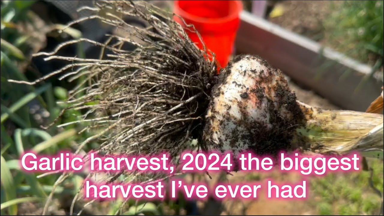Biggest Garlic Harvest Ever! My Secrets Revealed! - YouTube