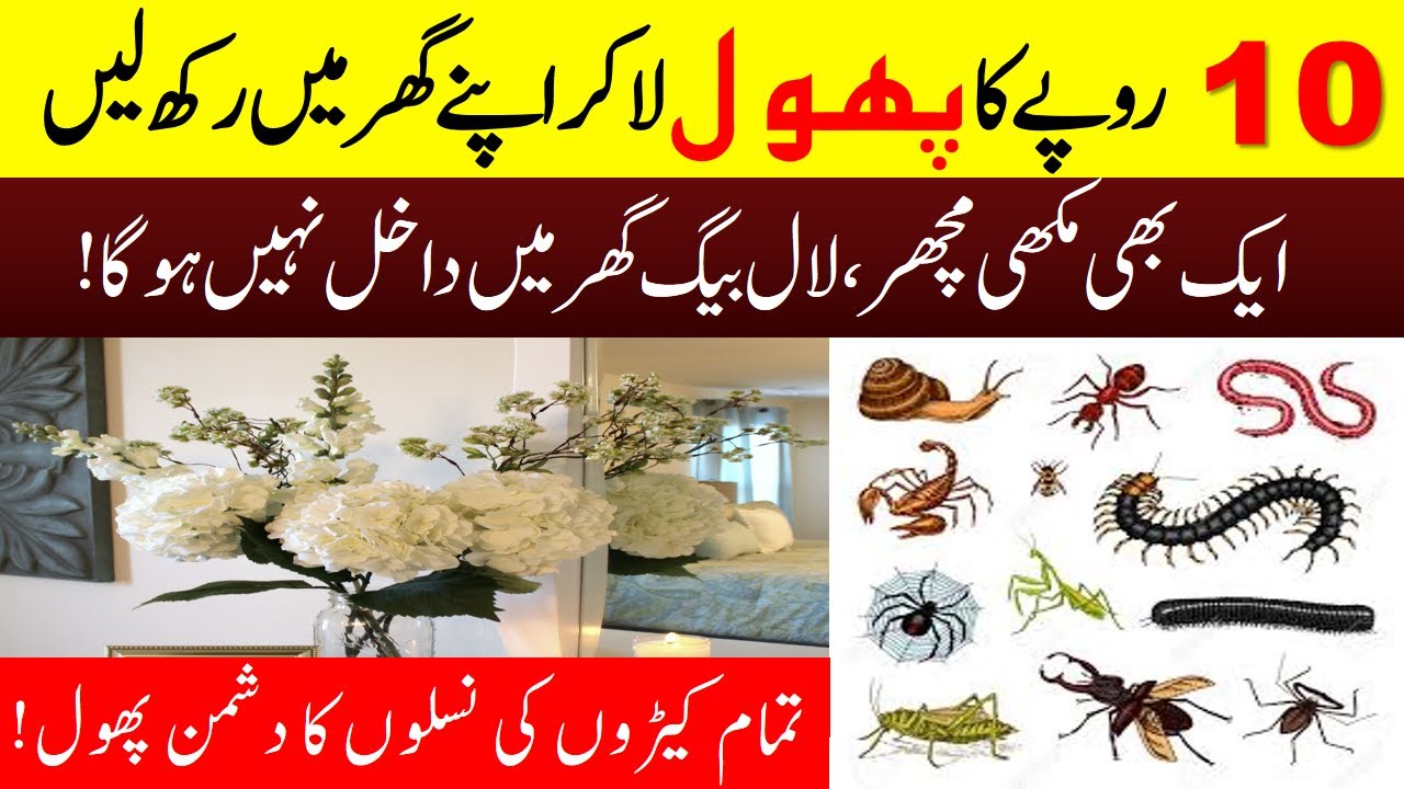 Keep this plant indoors to kill insects | Makhi , Machar Lal big Ka Jar ...