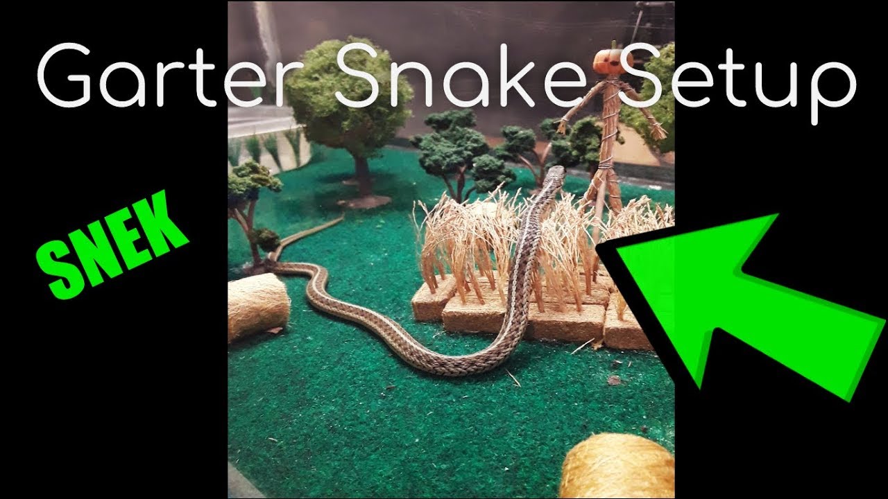 Baby Garter Snake Setup! My Setup/Enclosure (LIVE FEEDING) - YouTube
